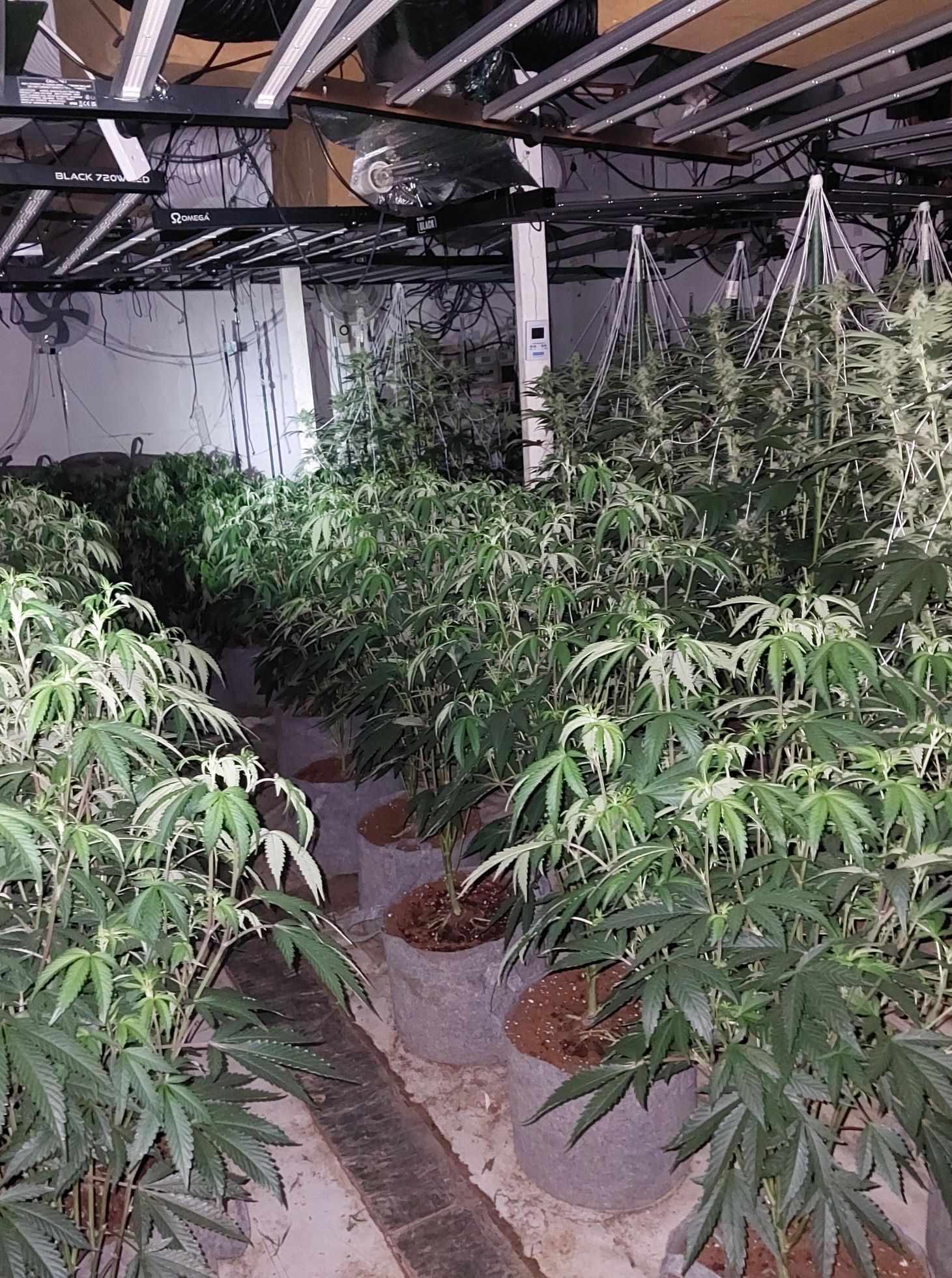 Cannabis worth £250k found growing next to children’s nursery in ...